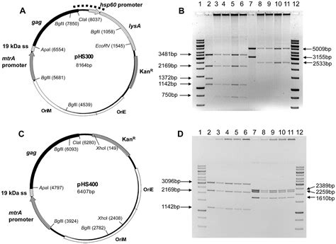 Plasmid Dna Map