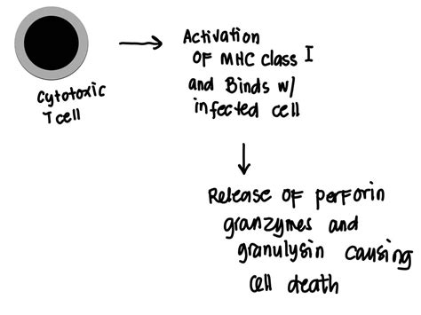 Solved Draw A HIV Virus Particle And Label The Following Envelope Course Hero