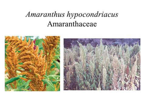 New Food From Old Aztec Threshing Amaranth Florentine Codex 16th