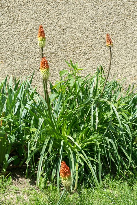 Tritoma (Kniphofia uvaria) - Plantea