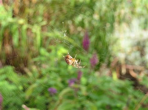 A Pregnant Mum… Bug Woman Adventures In London