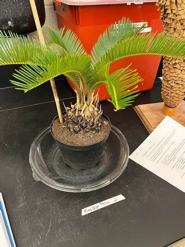 Seed Plants Flashcards Quizlet