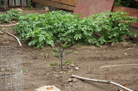 Terong Muda Berwarna Cerah Tumbuh Di Taman Halaman Belakang Foto Stok