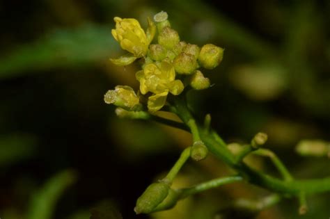 Rorippa Indica Eflora Of India