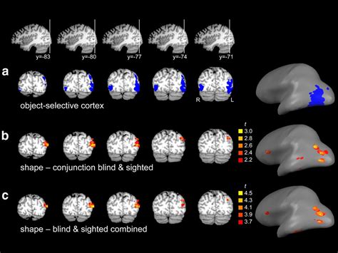 Nonvisual And Visual Object Shape Representations In Occipitotemporal Cortex Evidence From