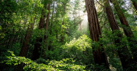 가벼운 경치 경치가 좋은 계절 고요한 공원 광도 광선 광야 광합성 국립 공원 궁금해하다 그림자 그림자와 빛 길 나무 나무 몸통 녹색 녹지