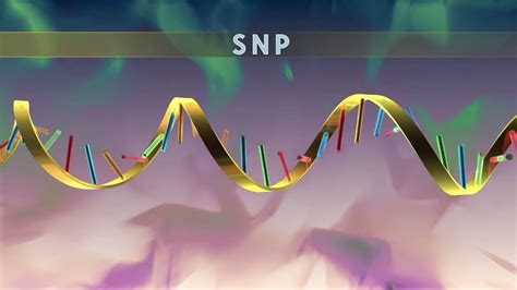 Single Nucleotide Polymorphism Snps Single Nucleotide Polymorphisms