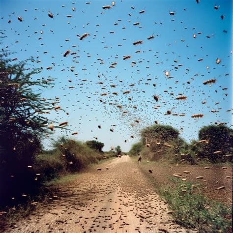 Free Locust Swarm Invasion Image Locusts Swarm Nature Download At