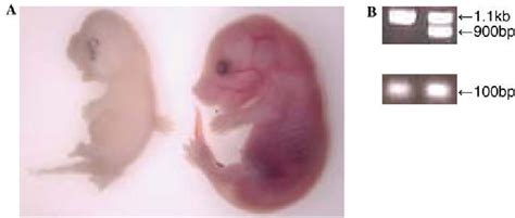 Figure 1 From Selenoprotein Expression Is Essential In Endothelial Cell Development And Cardiac