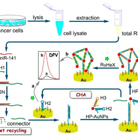 schematic representation of cascade amplification of dsn assisted