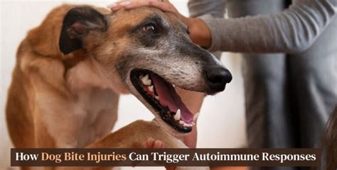 How Dog Bite Injuries Can Trigger Autoimmune Responses