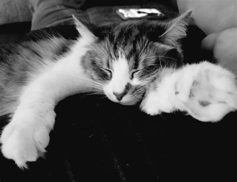 Cat Nap Scrolller