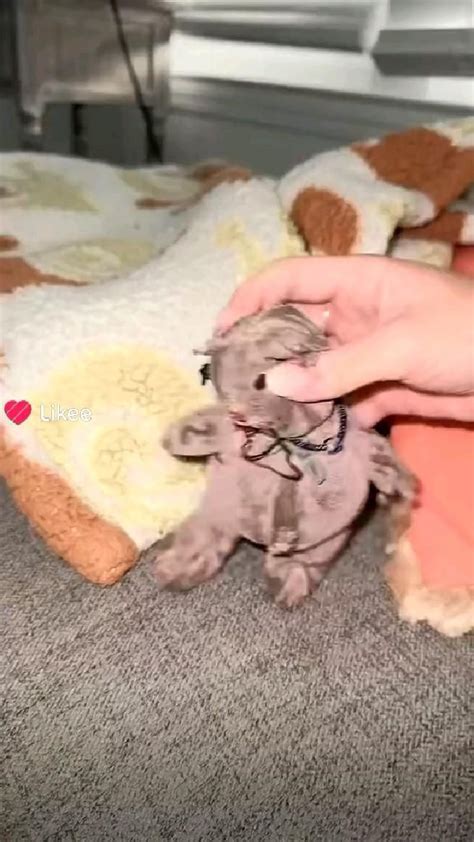 Пин от пользователя Виктория на доске Ваши пины Питомец Смешное ретро Смешные гифки