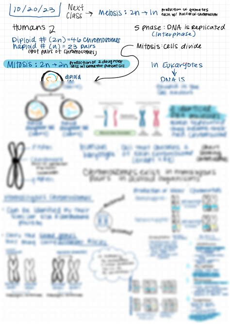 Solution Chromosomal Basis Of Inheritance Lecture Mitosis Alleles