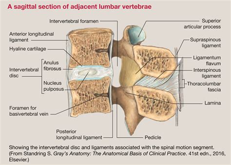 Clinically Applied Anatomy Of The Vertebral Column Surgery Oxford