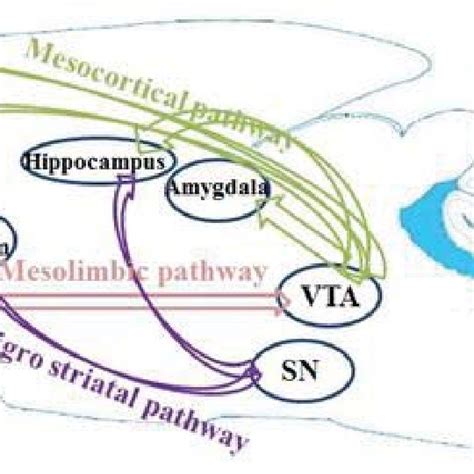 Schematic Representation Of The Sites Of Actions Of Nigrostriatal