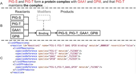 An Example Of Sbml A Is The Sentence Describing The Process B Is The Download Scientific