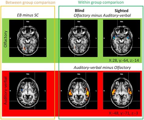 Dissociation Between Olfactory And Auditory Verbal Processing In The Download Scientific
