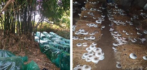 Current Status And Future Prospects Of Mushroom Cultivation And