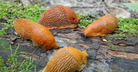 Slimy Intruders How To Manage Indoor Slugs Safely