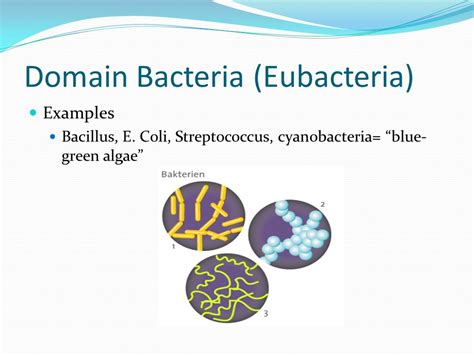 Bacteria Domain Examples