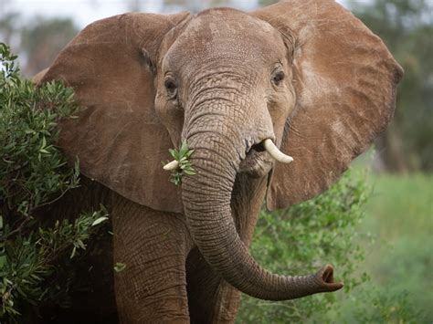North African Elephant