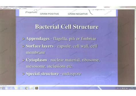 Solution Bacterial Structure Studypool