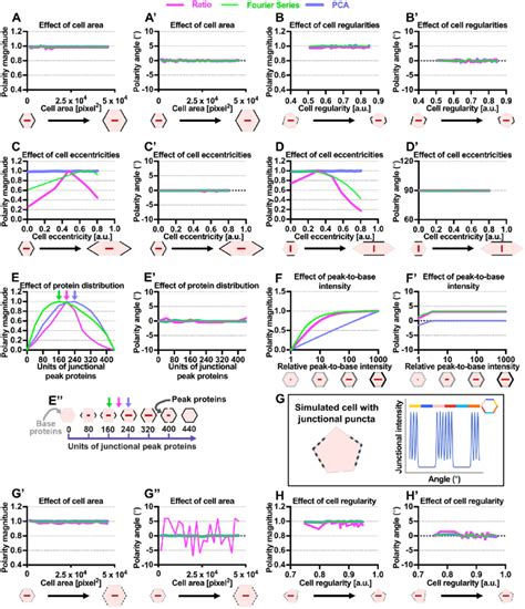 Comparison Between Three Methods Of Planar Polarity Quantification Download Scientific Diagram