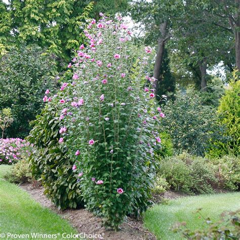 Rose Of Sharon Trees Information