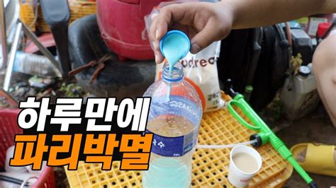 농촌 여름에 지긋지긋한 파리 간단하게 없애는 방법 Youtube 농촌 여름에 지긋지긋한 파리 간단하게 없애는 방법 Youtube