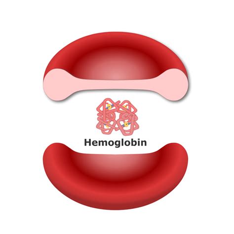 Hemoglobin With Oxygen Molecules Structure