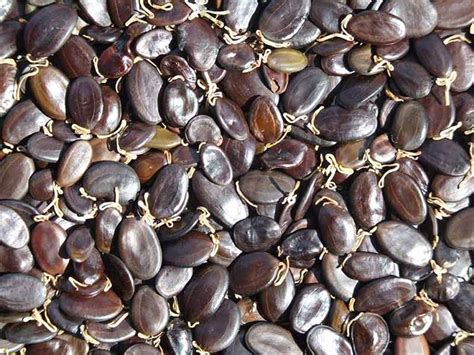 Acacia Seed Black Gram Vegan Staples Black Lentils