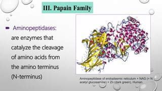 Topic Papain Enzyme Pdf