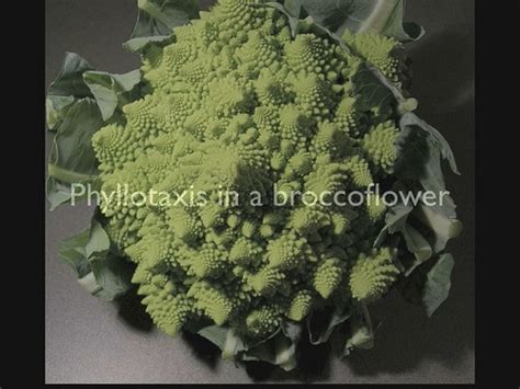 Phyllotaxis In A Broccoflower Fibonacci Spiral Pattern