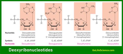 Nucleosides And Nucleotides Structure And Functions