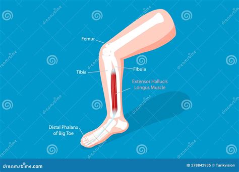 3d Isometric Flat Vector Conceptual Illustration Of Extensor Hallucis Longus Muscle