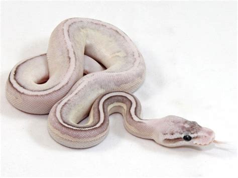 Lithium Blaze Ball Python Morph