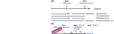 Schematic Representation Of The Experimental Protocol For Applying Two Download Scientific