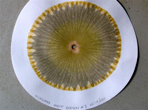 Soil Chromatography With Eugenio Gras Milkwood Permaculture Courses