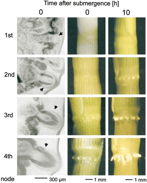 Development And Submergenceinduced Growth Of Adventitious Roots From