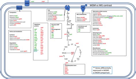 Graphical Representation Of Genes Showing Differential Transcript Download Scientific Diagram