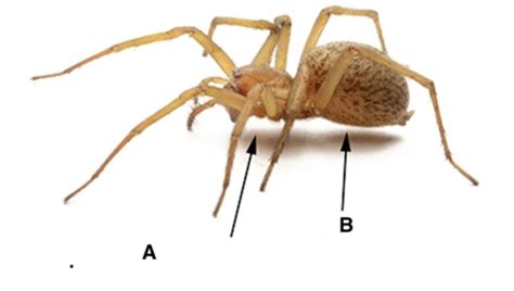 Lab Wk 10 Arthropoda Flashcards Quizlet