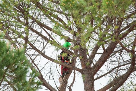 Common Tree Trimming Mistakes M A All Seasons Tree Service