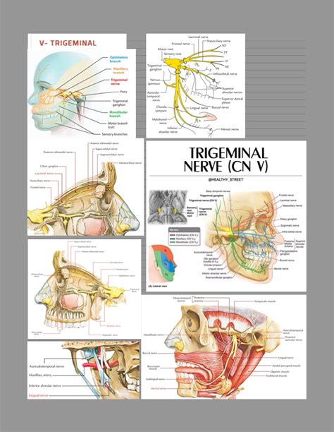 Trigeminal Nerve Netter