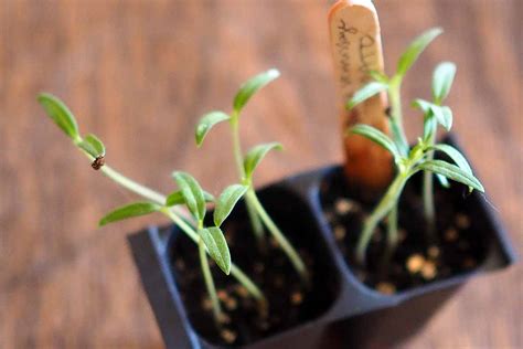 How To Choose The Best Pots And Trays For Starting Seeds