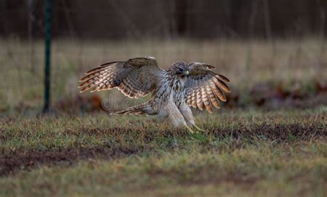 View Of The Hawk Bird Landing On The Ground Stock Image Image Of