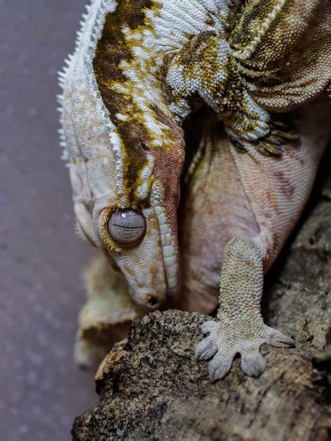 Premium Photo Lizard In Nature Eye Scale Texture