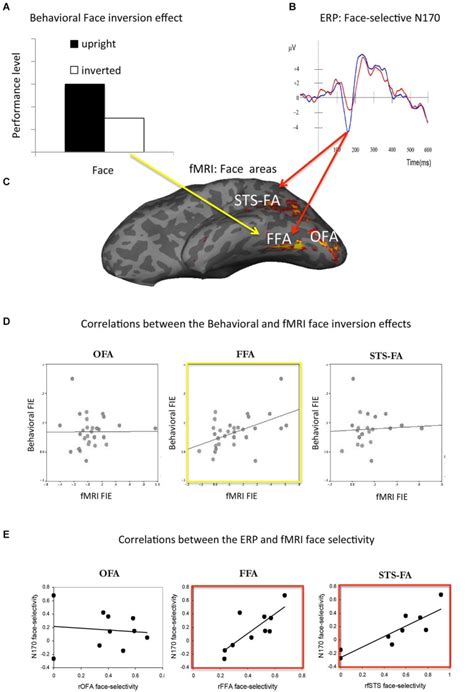 A The Face Inversion Effect Refers To The Better Recognition Of Faces Download Scientific