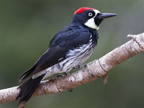 Acorn Woodpecker Ebird