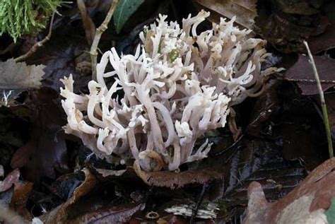 Basidiocarp Fungal Reproduction Spore Dispersal And Hymenium Britannica
